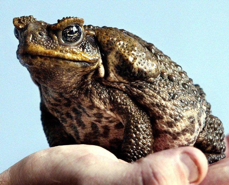 Cane toads 'wiping out' mini crocodiles Down Under | Fox News