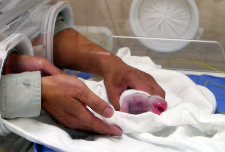 Public must wait to see first Taiwan-born panda | Fox News