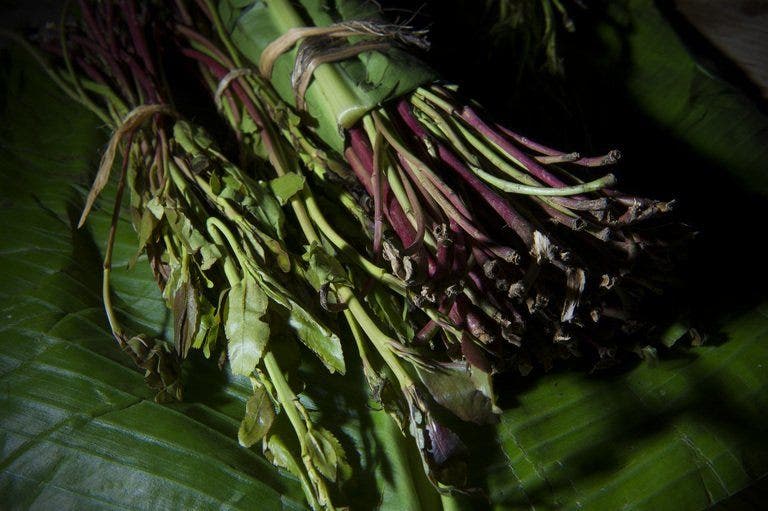 Kenya anger at Britain's ban on khat 'drug' | Fox News
