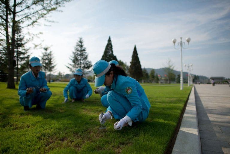 The grass-pickers of Pyongyang | Fox News