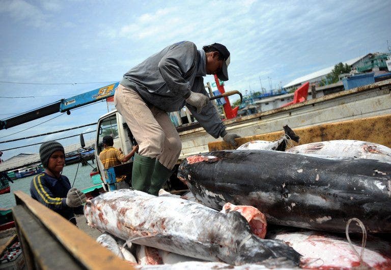 Indonesia, India named as biggest shark catchers | Fox News