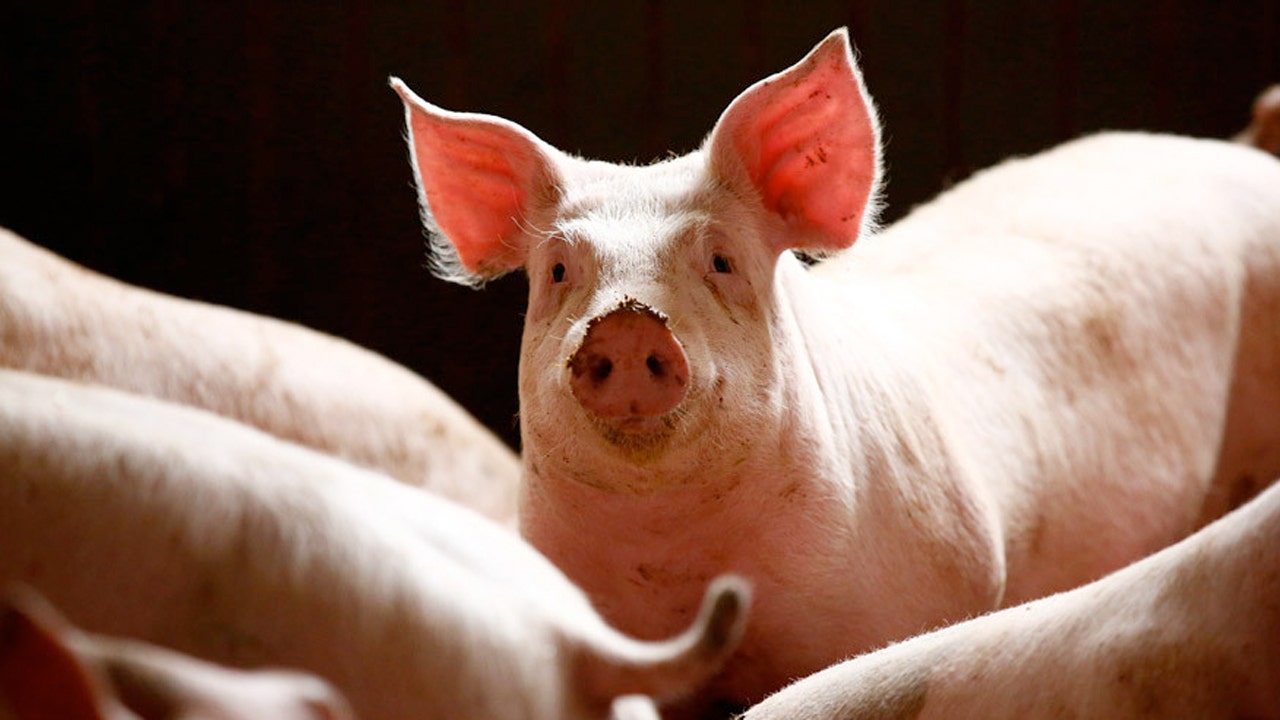 Manitoba confirms new case of deadly PED virus on pig farm | Fox News