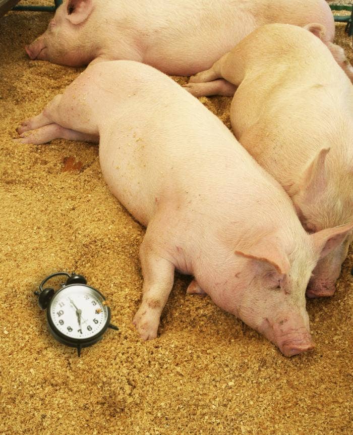 Wake Up! Oscar Mayer Introduces Bacon-Scented Alarm Clock App | Fox News
