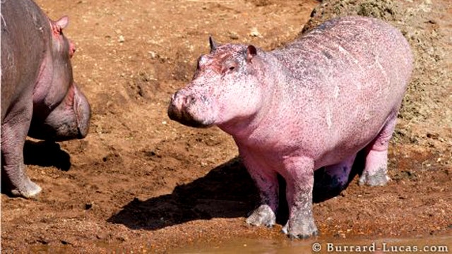 Rare Pink Hippo Found in Kenya | Fox News