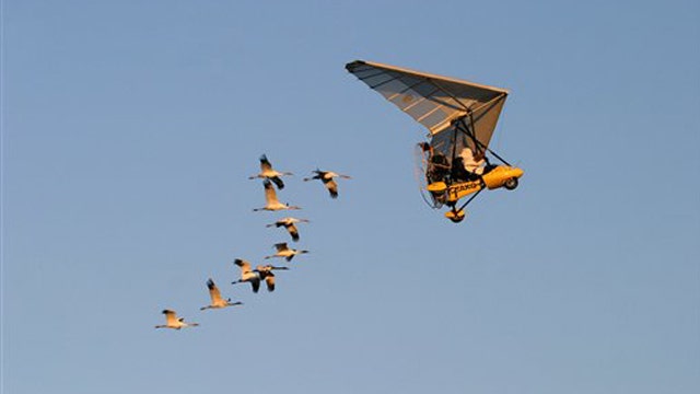 Bird Plane Runs Afoul of Federal Regulators | Fox News