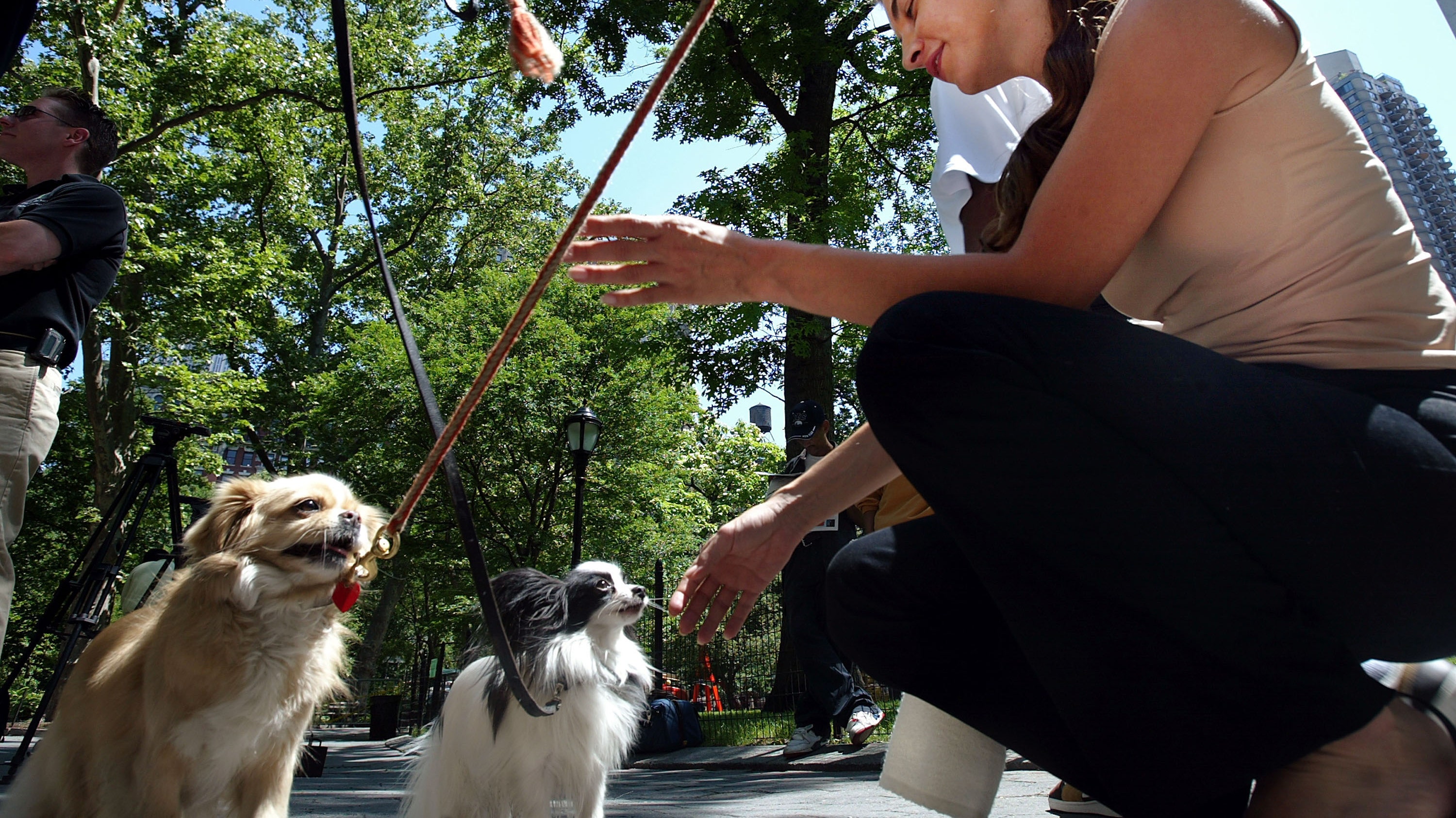 Town In Spain Mails Poop To 'Crappy' Dog Owners | Fox News
