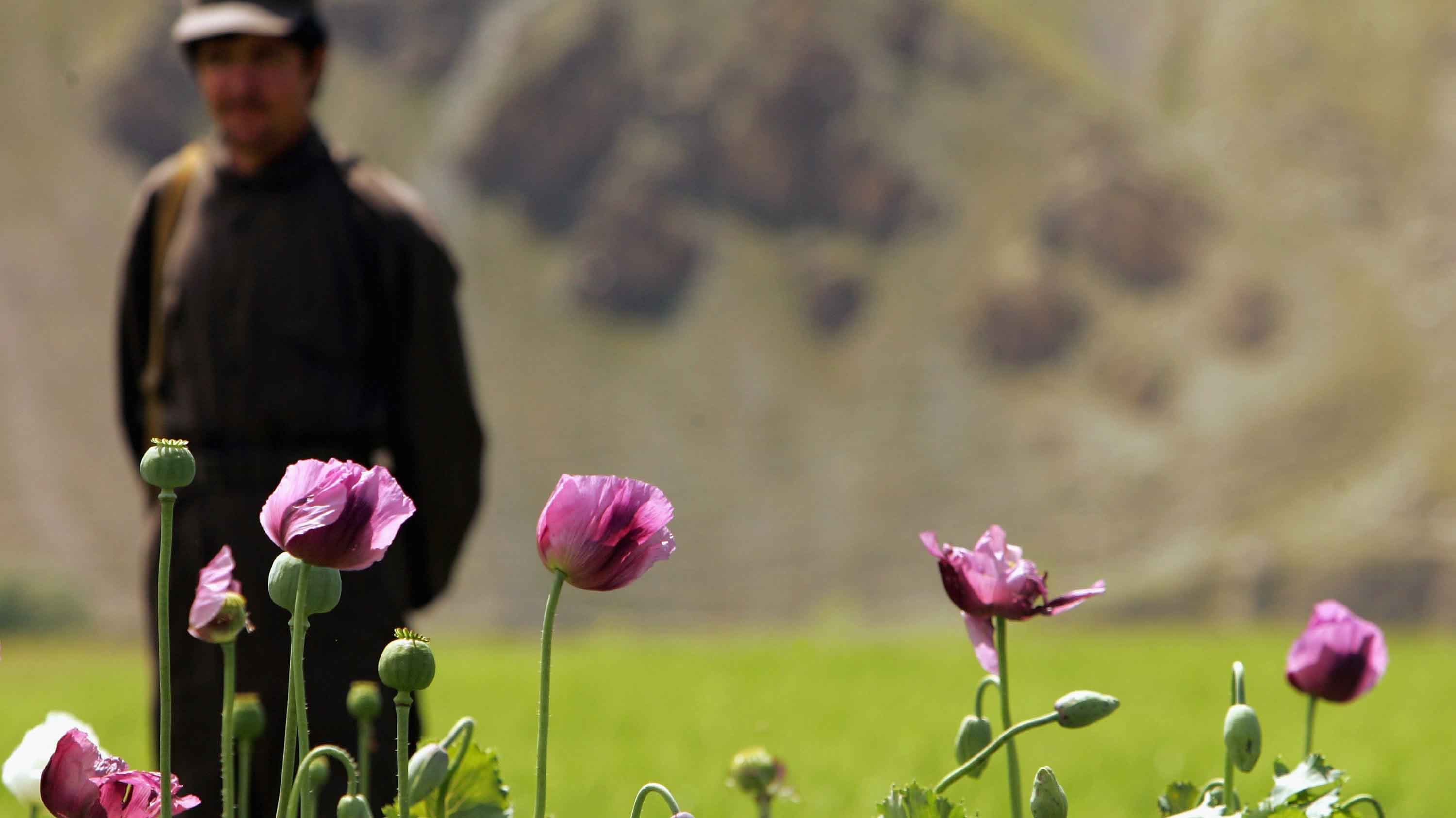 Push to legalize poppy plantations in Mexico touches on farmers ...