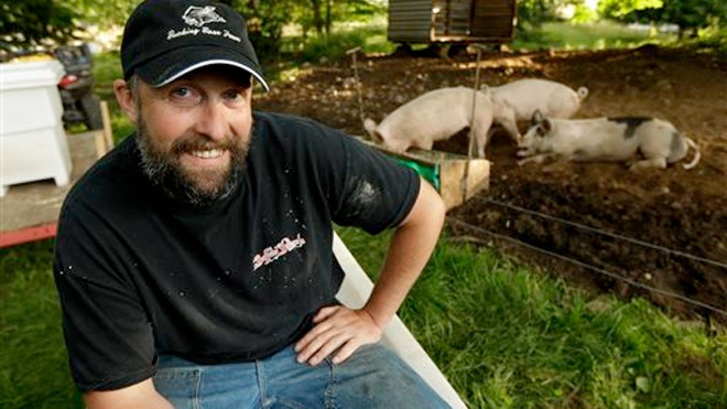 Wash. farmer feeds pot to pigs for 'good flavor' | Fox News