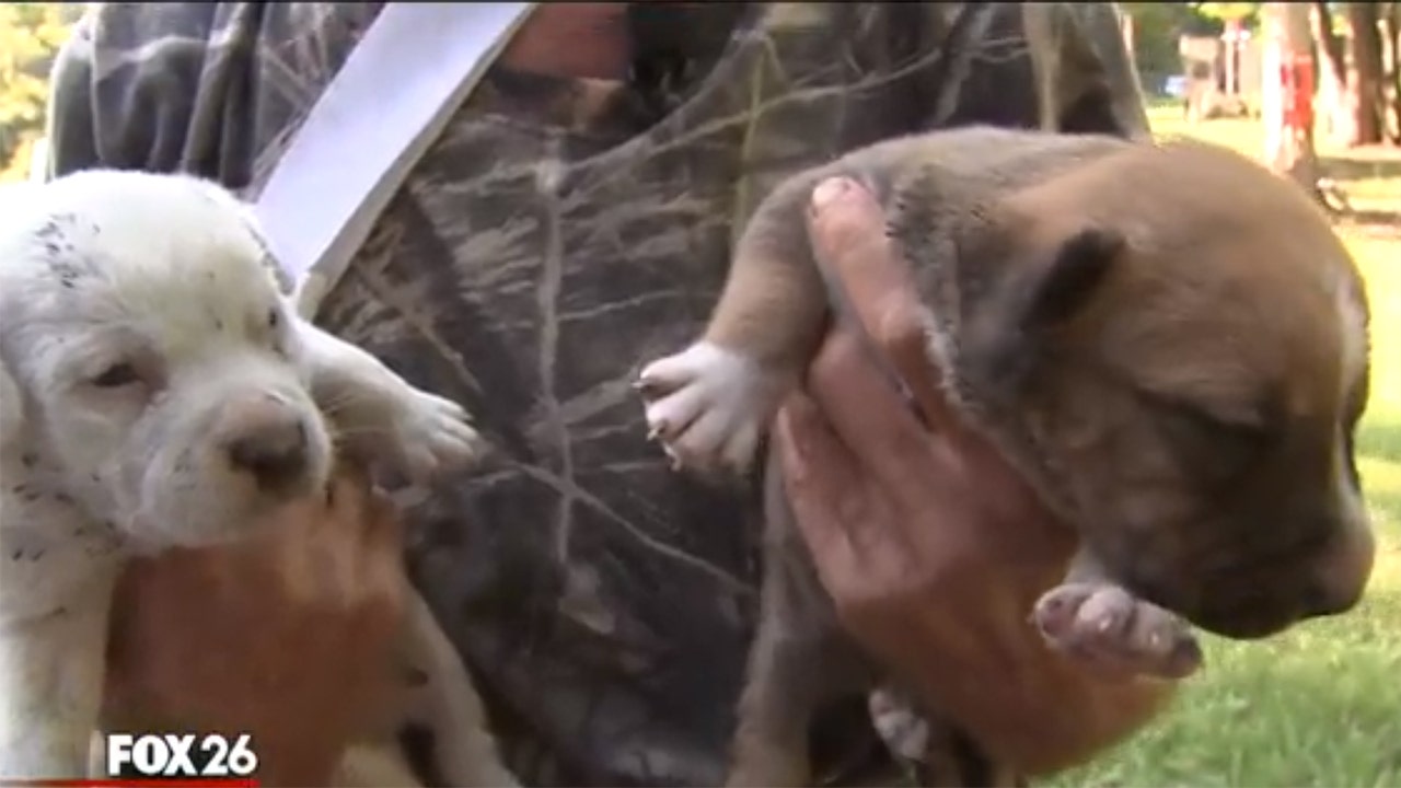 Dying man's final wish to find homes for beloved dogs | Fox News