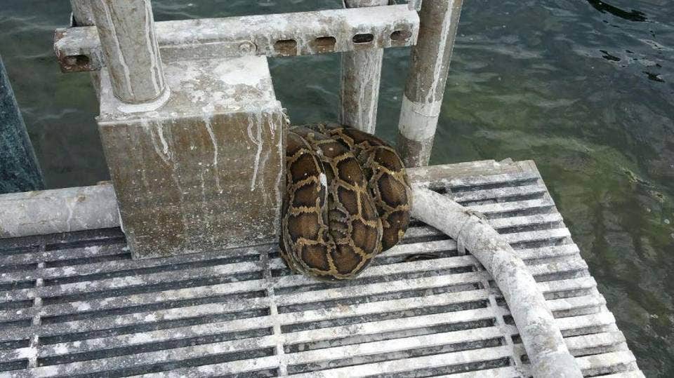6-foot-long python found on offshore platform in Florida | Fox News