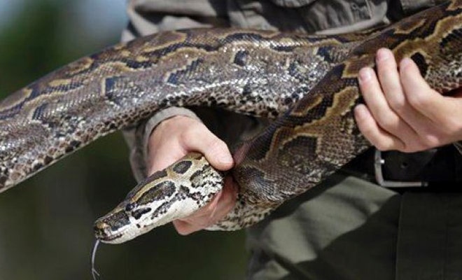 Indonesian woman dies after being swallowed whole by a python | Fox News