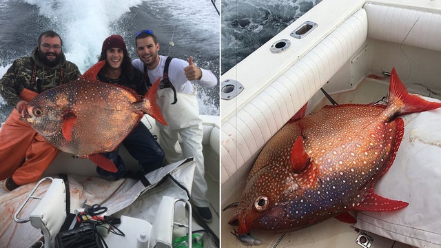 Extremely rare fish caught by sport fishermen in Ocean City | Fox News