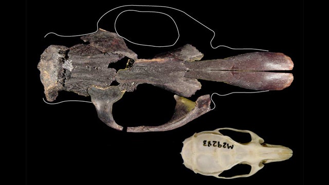 Discovered: The Biggest Rat That Ever Lived | Fox News