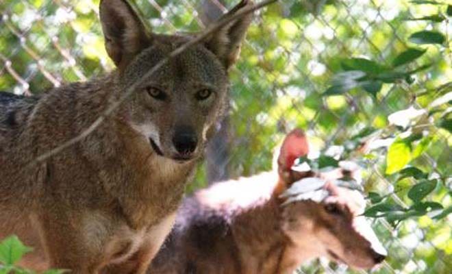 Feds mull whether to remove red wolf from endangered species list | Fox ...