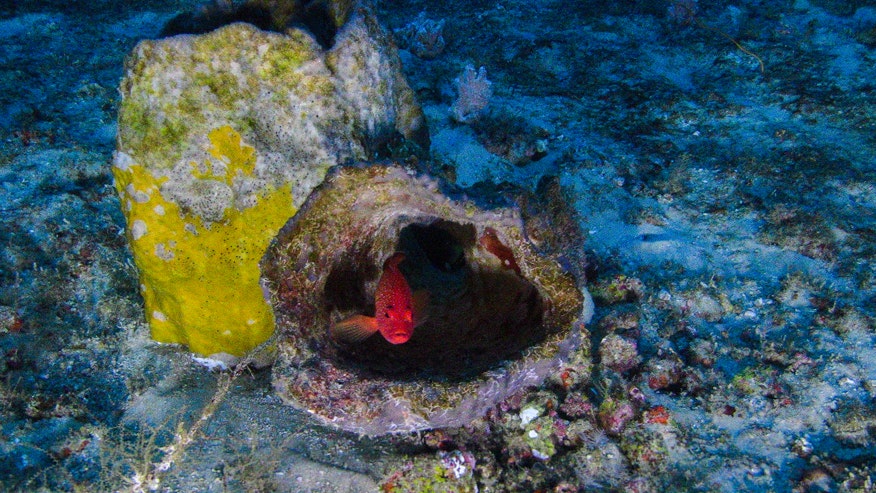 First images of huge, stunning Amazon coral reef released | Fox News