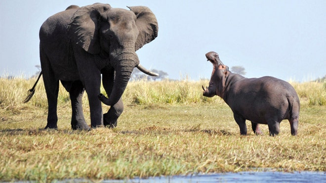 Hippo vs. elephant: Animal giants face off | Fox News