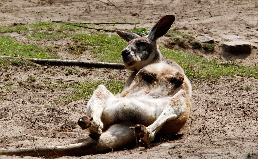 Kangaroo in zoo dies after being pelted by bricks from tourists trying ...