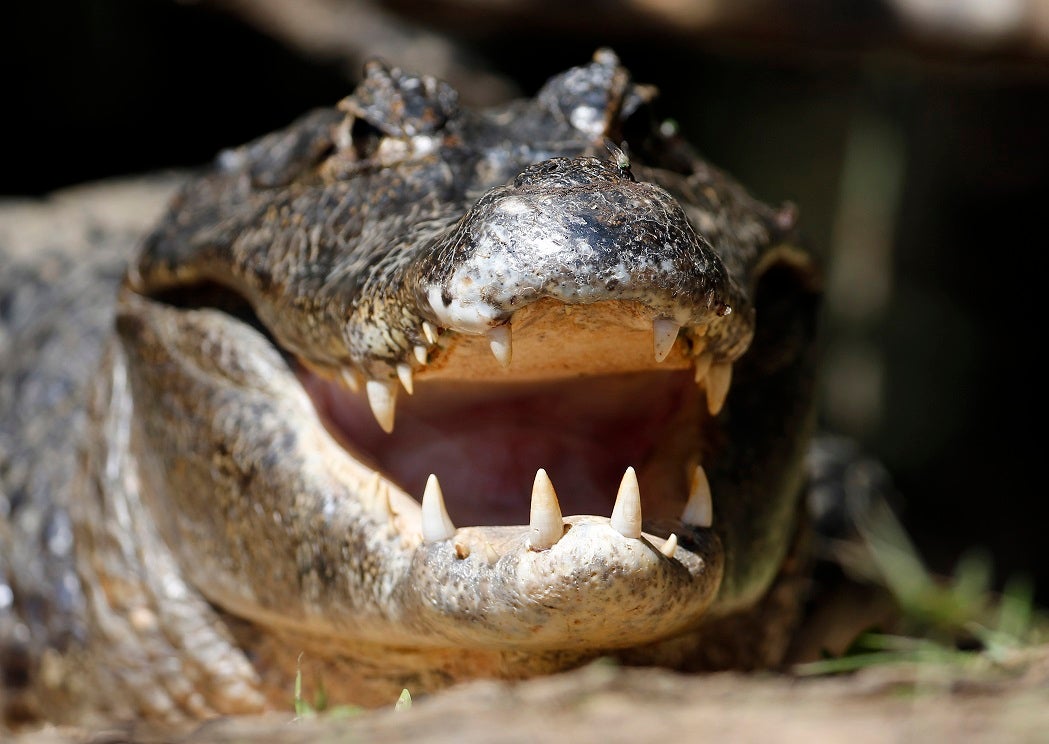 Crane 'escorts' alligator across Florida golf course in viral video ...