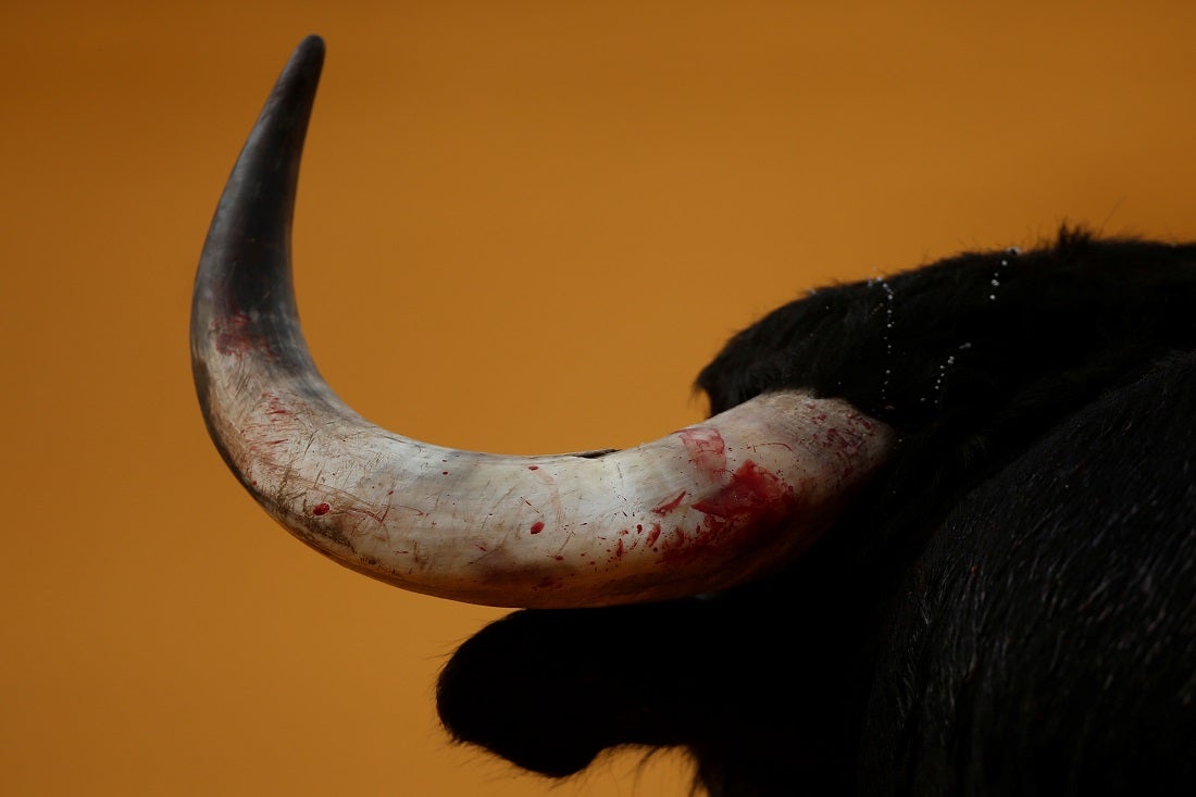 Bull gores anti-bullfighting activist who jumped into French arena ...