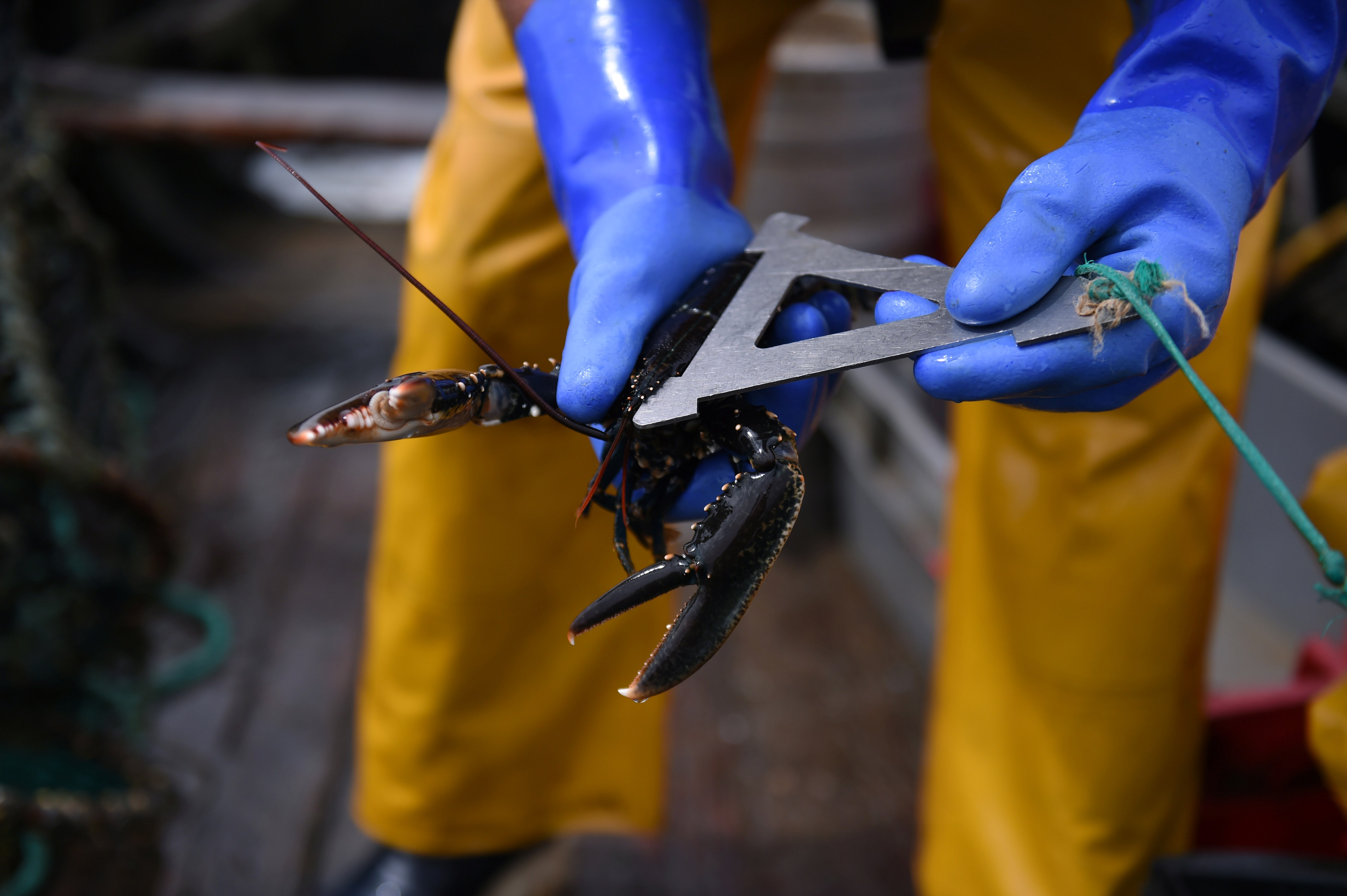 Animal rights group wants 'Larry,' a huge lobster, to be freed | Fox News