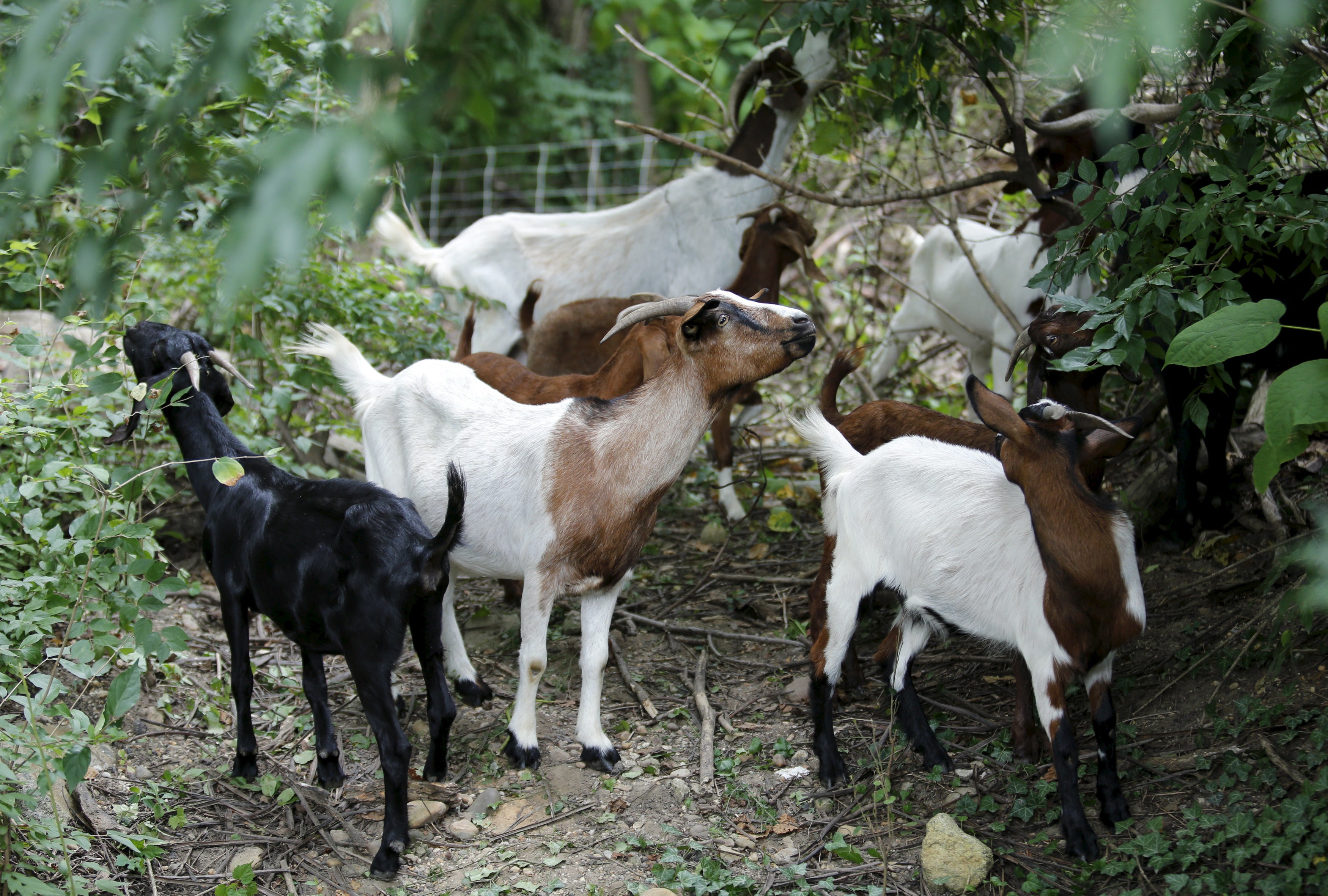 Hungry Venezuelan soldiers arrested for stealing goats amid food ...