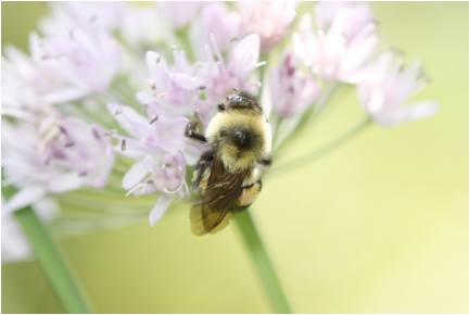 First endangered bee in the United States named | Fox News