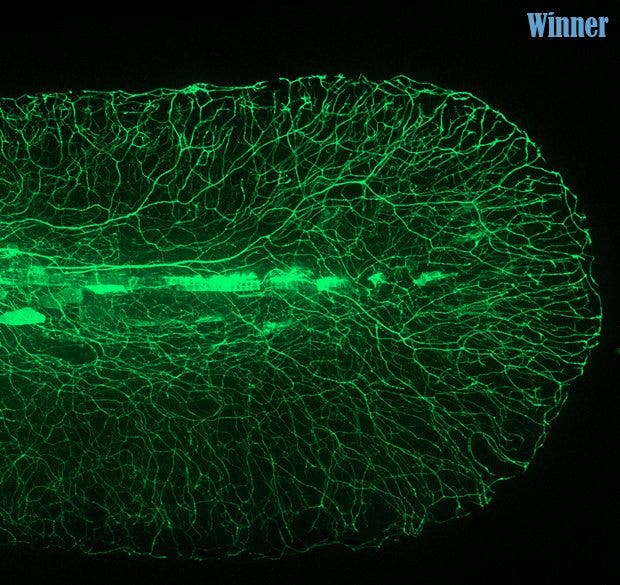 The coolest science images of 2013 | Fox News
