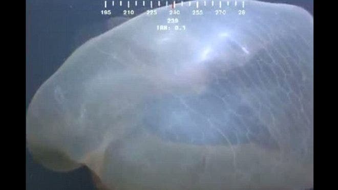 Giant, pulsing sea blob identified | Fox News