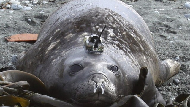 Scientists Use Seals to Unlock Ocean Secrets | Fox News