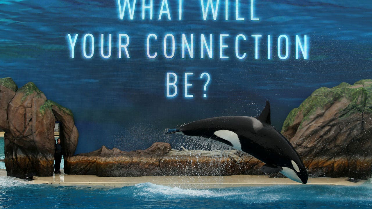 SeaWorld unveils ‘natural habitat’ attraction to replace killer whale ...