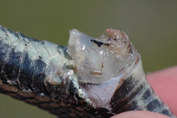 Male snakes spend mega calories when they mate | Fox News