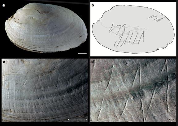 540,000-year-old shell carvings may be human ancestor's oldest art ...