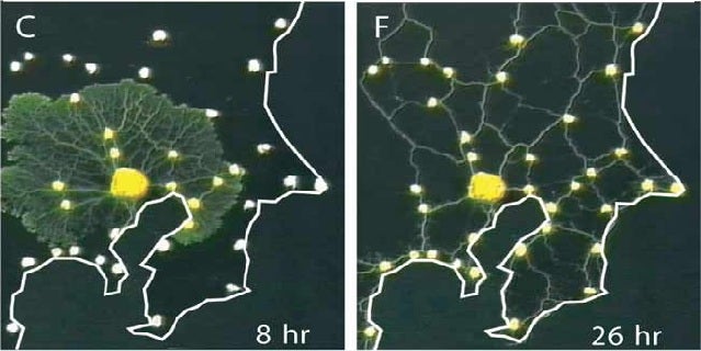 Can Slime Molds Solve Traffic Jams? | Fox News