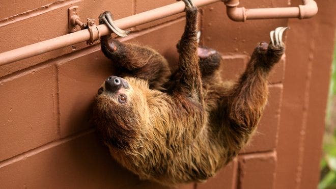 Endangered – and cute – sloth caught breaking into shop in Peru | Fox News