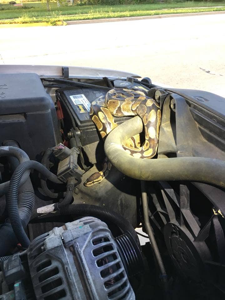 Wisconsin woman whose car was 'running strangely' finds large python ...