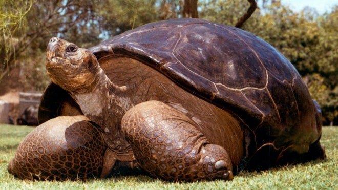 Speed the 150-year-old tortoise dies at San Diego Zoo | Fox News