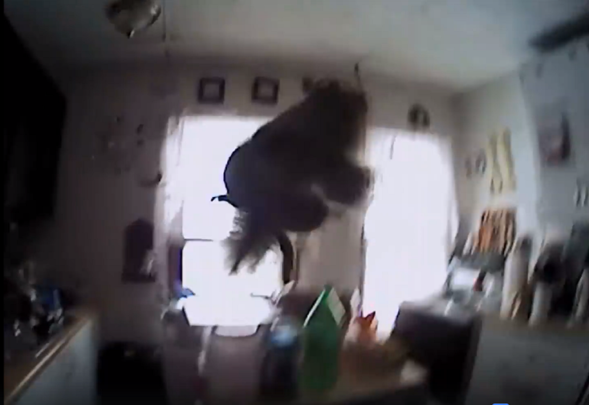 Video catches alleged cookie-snatching squirrel taunt police as they ...