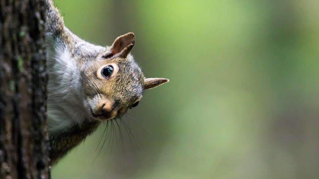 Iowa squirrel hunter accidentally shoots own brother on first day of ...