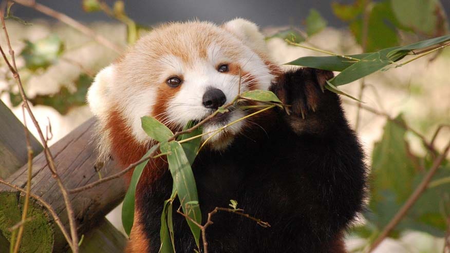 No sign of Sunny: Virginia Zoo still searching for red panda | Fox News