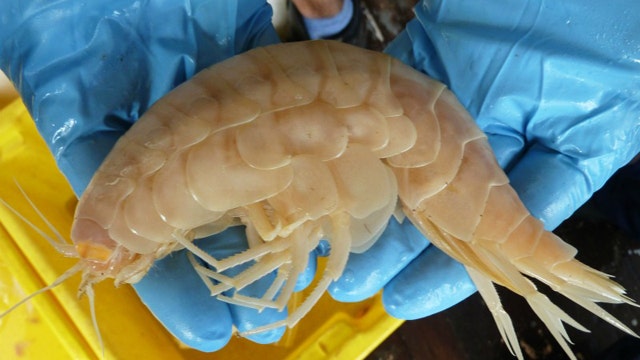 Terrifying giant crustaceans found in deep sea | Fox News