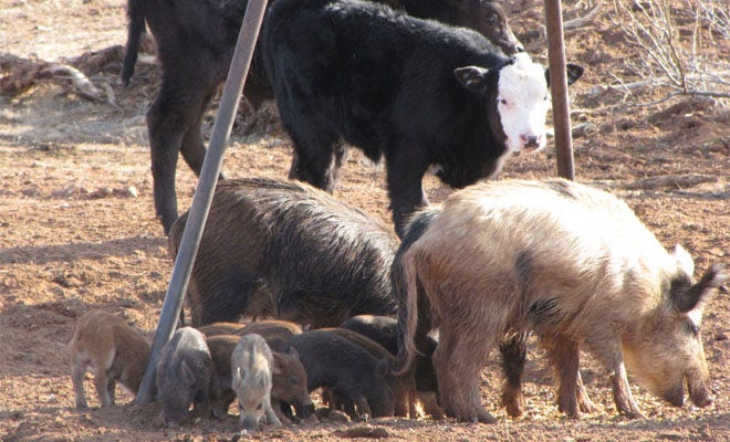 Hunters fight so-called 'feral hog apocalypse' in Texas | Fox News