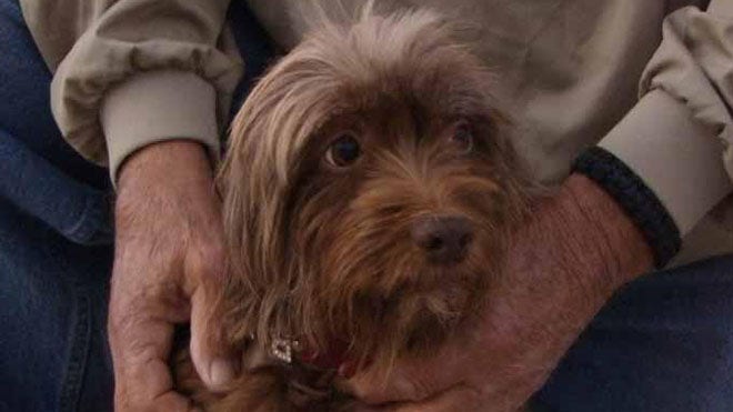 Fishermen rescue dog spotted treading water off coast of Florida | Fox News