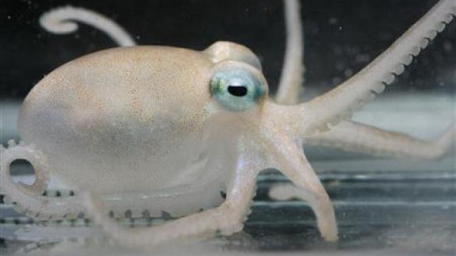 Antarctic Octopuses Have Anti-Freeze Venom | Fox News