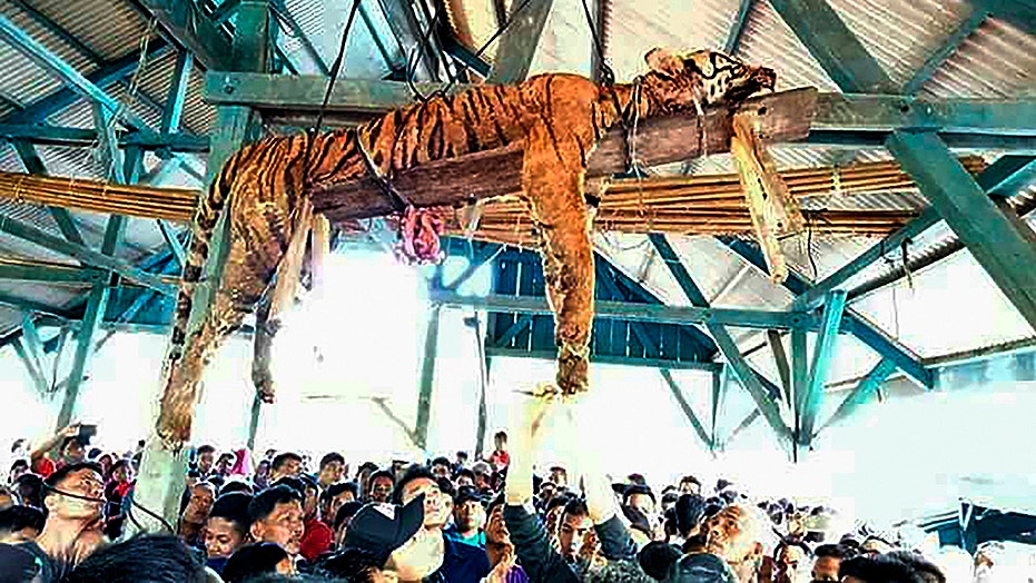 Indonesian villagers kill rare tiger after believing it was a ...