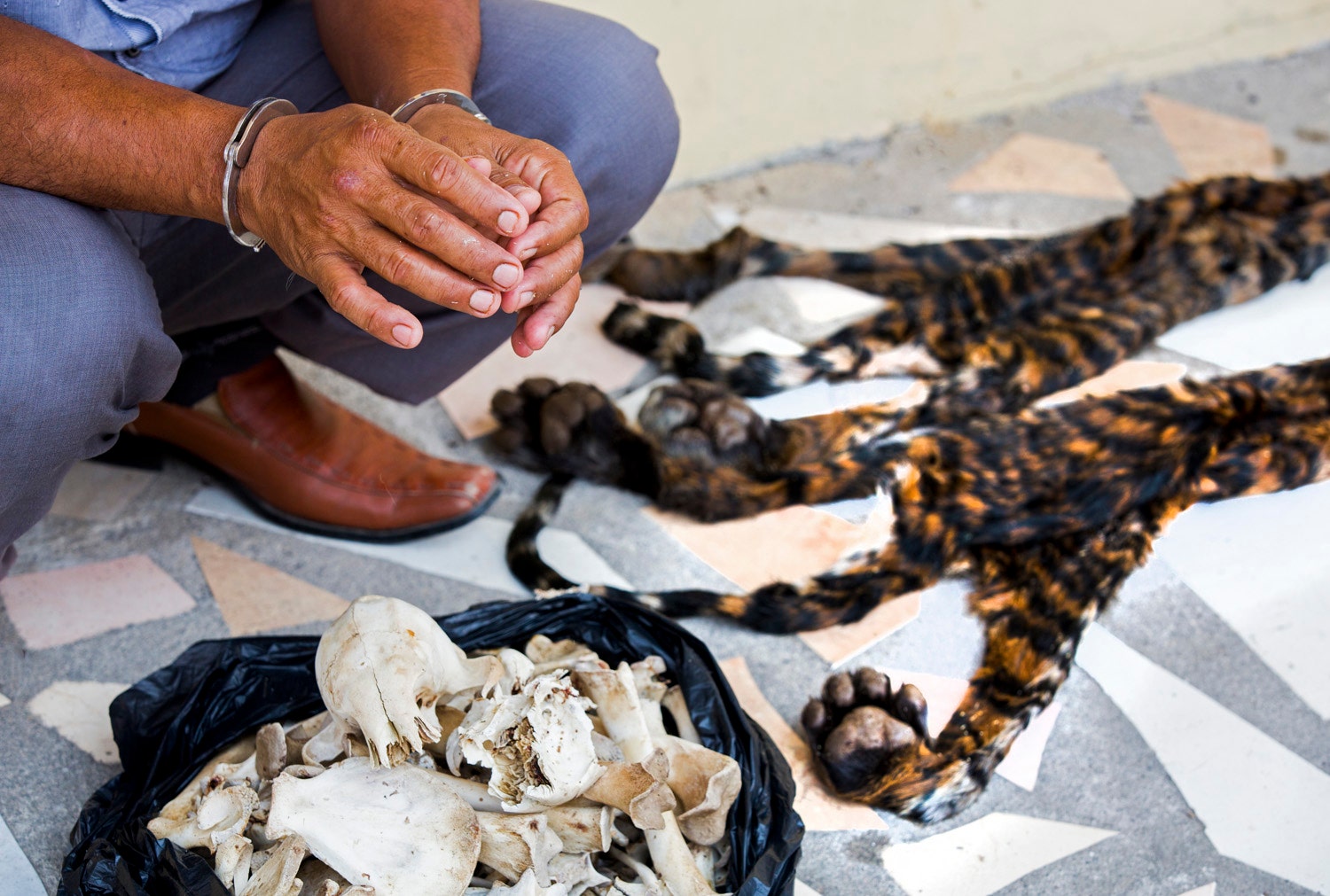 Indonesian police arrest alleged tiger poacher and trader | Fox News