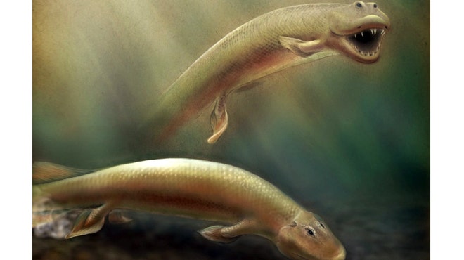 'Fishimal' was part fish, part limbed animal | Fox News