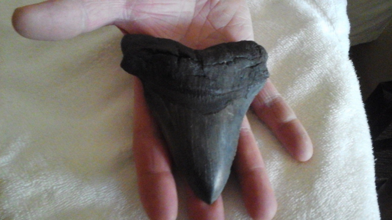 Hurricane Matthew unearths huge prehistoric shark tooth | Fox News