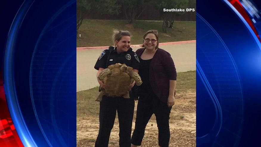 Escaped tortoise found one mile from Texas middle school | Fox News