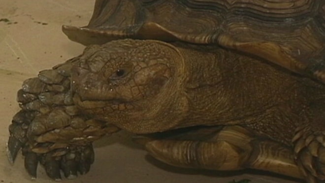 Three accused of blowing up turtle with firecrackers | Fox News