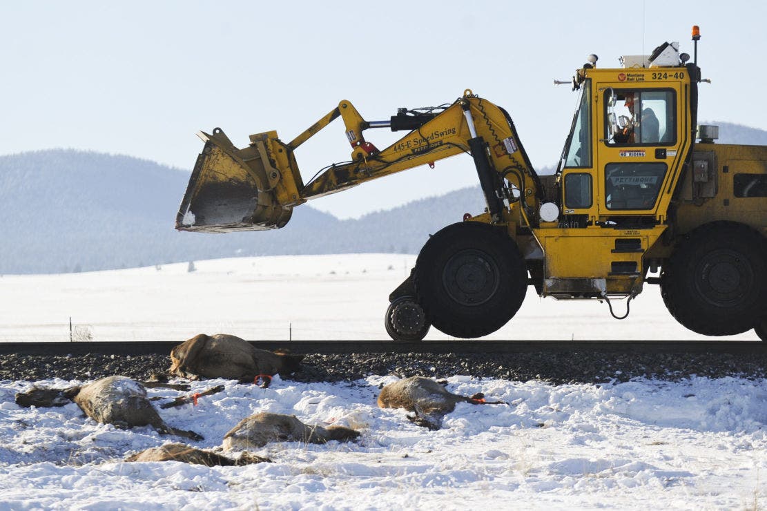 Train collides with herd of elk in Montana, killing 23 animals | Fox News